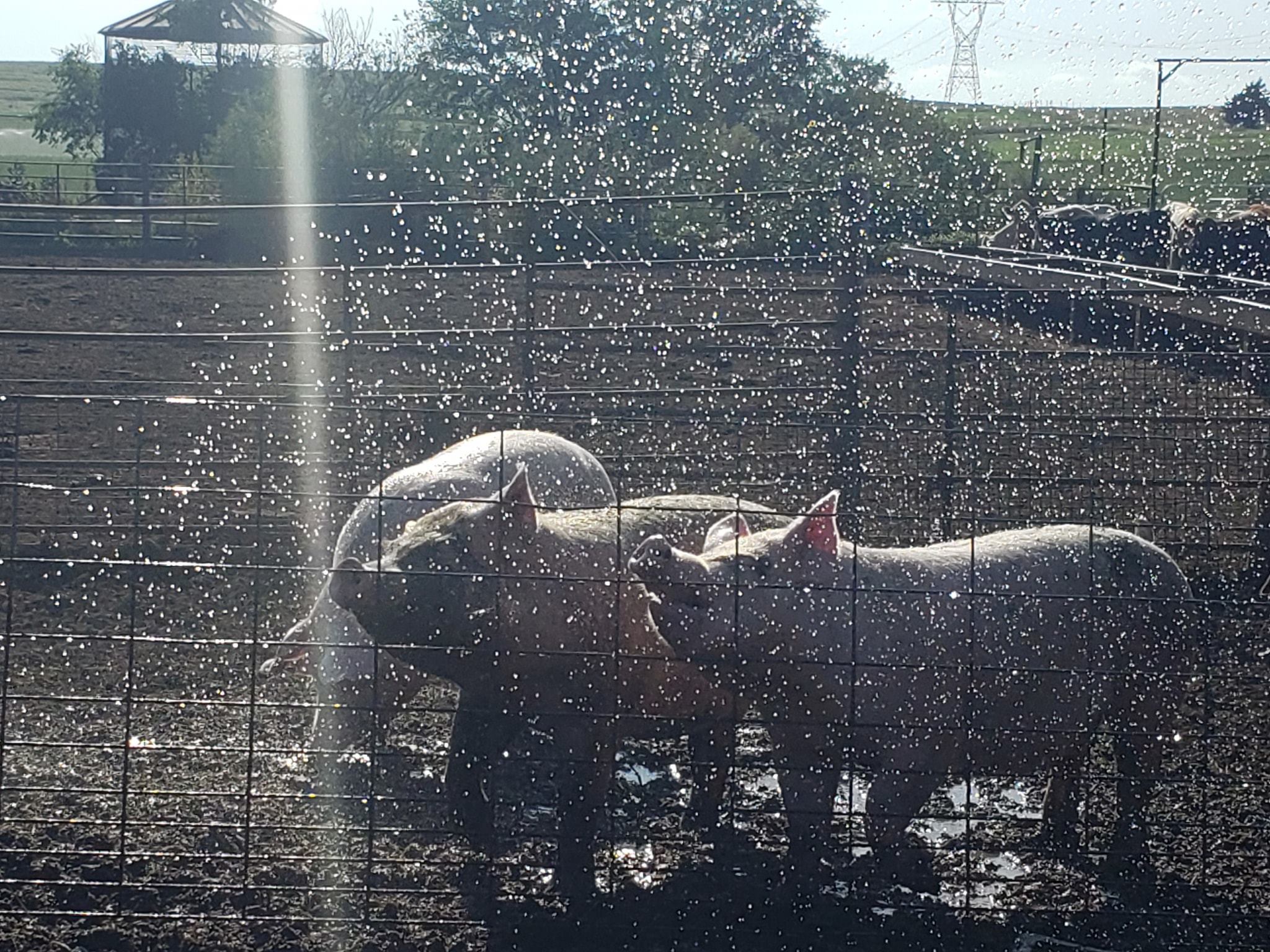 Ranch Raised Pork – Setting D Ranch LLC